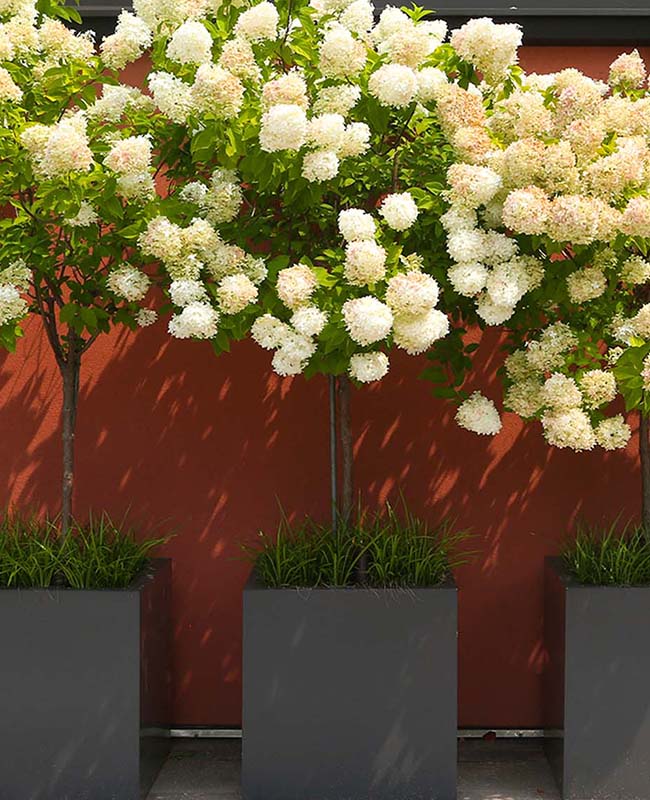 Plumbing Drainage - Services - Chicago Roof Deck + Garden